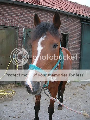 Pony's van Manege de Wending, Friesland? Via handelaar. • Bokt.nl