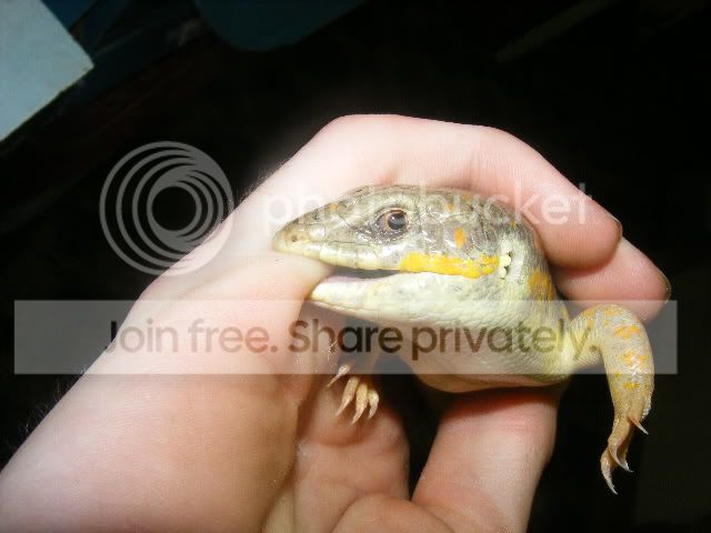 this hurt | Reptile Forums