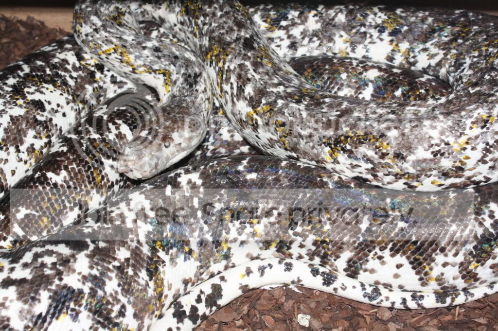 Calli -Calico reticulated python | Reptile Forums