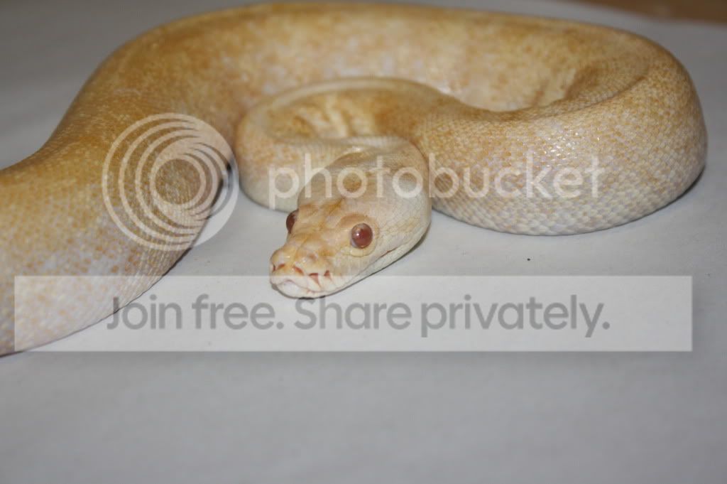 E Midlands - For Sale:09 Female Albino Green Granite Burmese *ONLY ONE ...