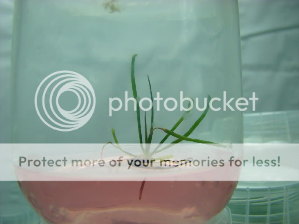 Sarracenia Seedlings in-vitro - FlyTrapCare Forums