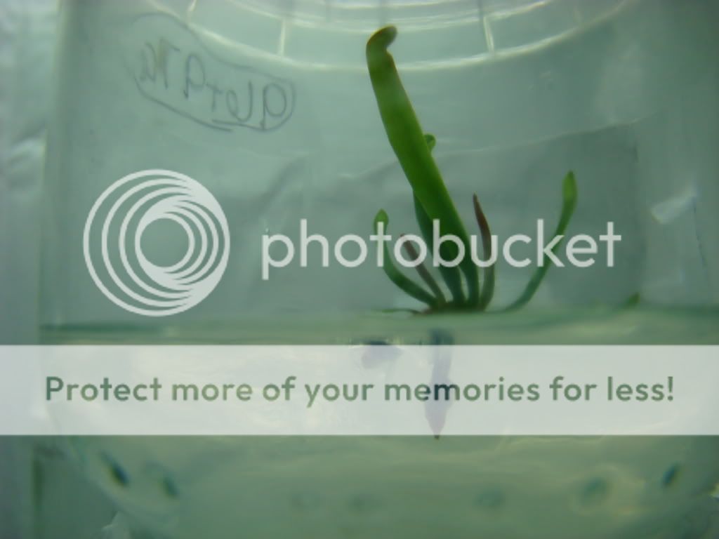 Sarracenia Seedlings in-vitro - FlyTrapCare Forums