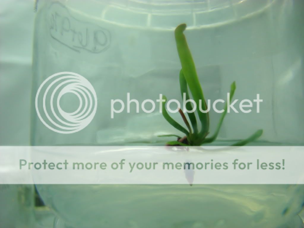Sarracenia Seedlings in-vitro - FlyTrapCare Forums