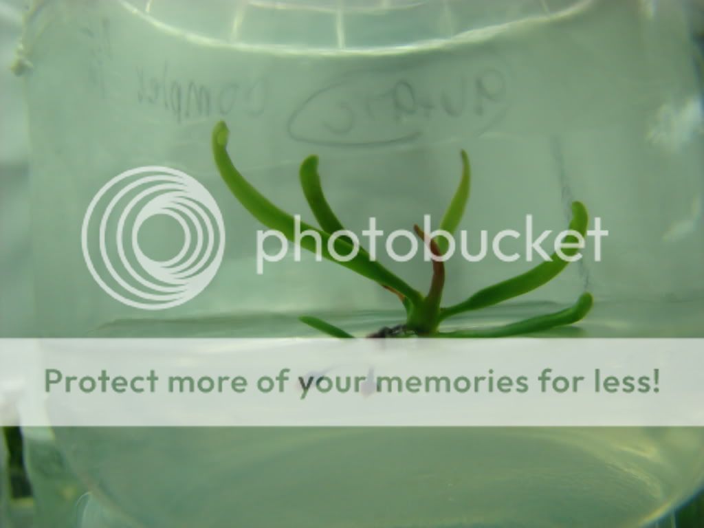 Sarracenia Seedlings in-vitro - FlyTrapCare Forums