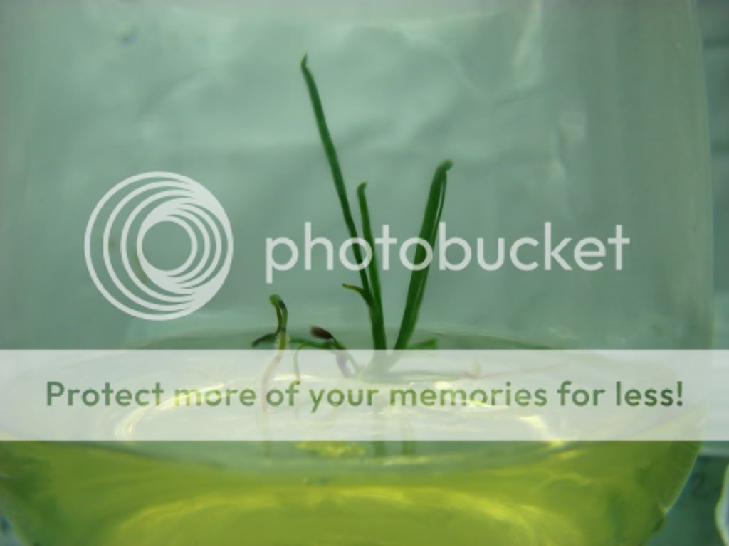 Sarracenia Seedlings in-vitro - FlyTrapCare Forums