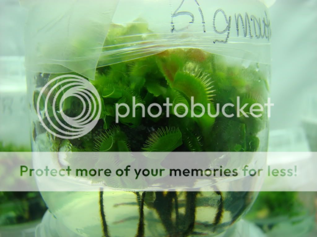 Sarracenia Seedlings in-vitro - FlyTrapCare Forums