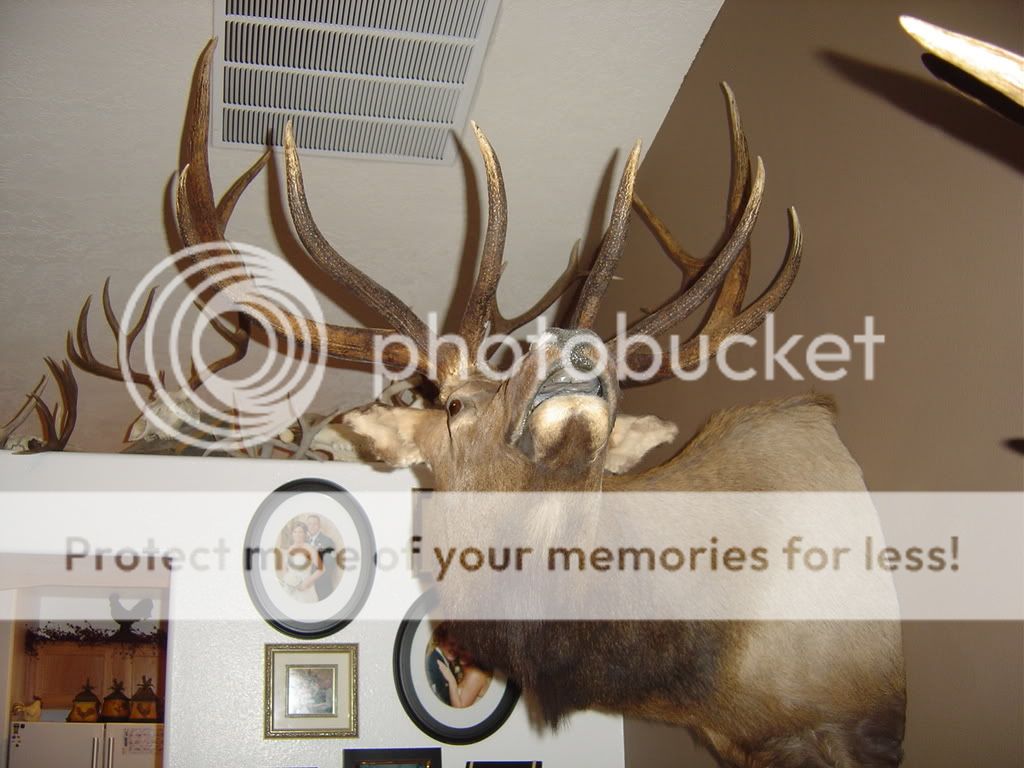 Elk Mount... | Hunt Talk